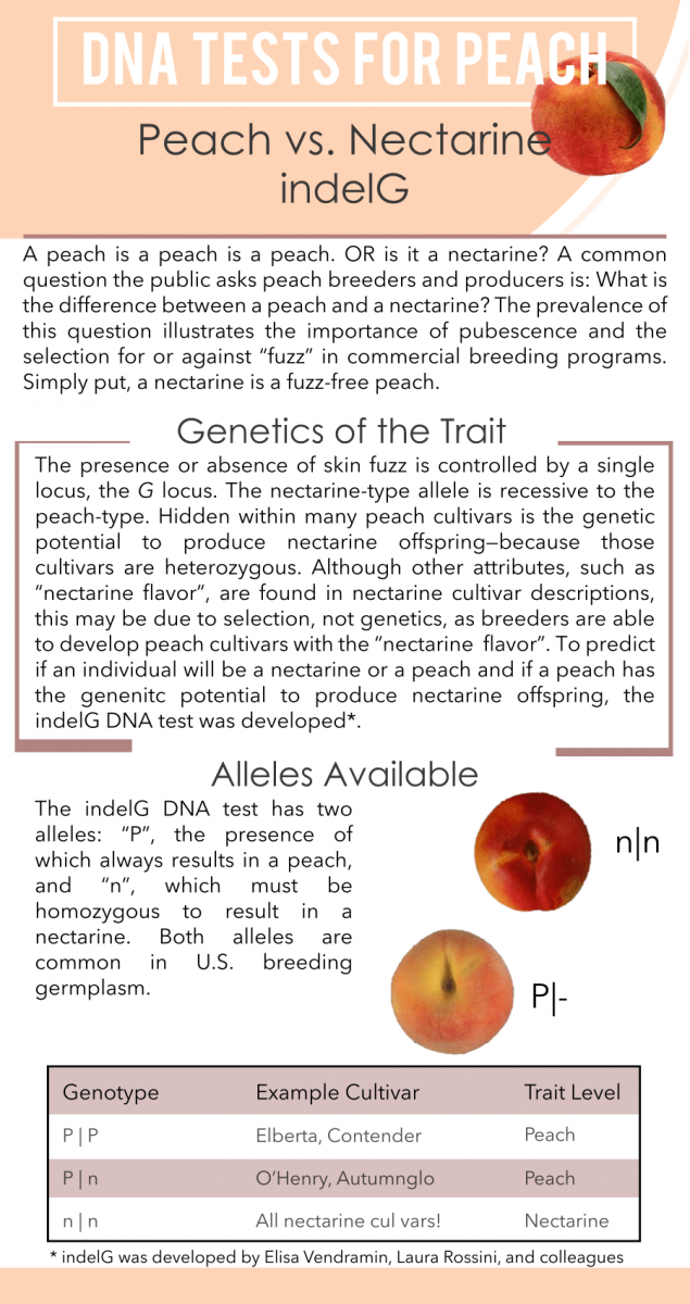 indelG: Peach vs Nectarine | RosBREED